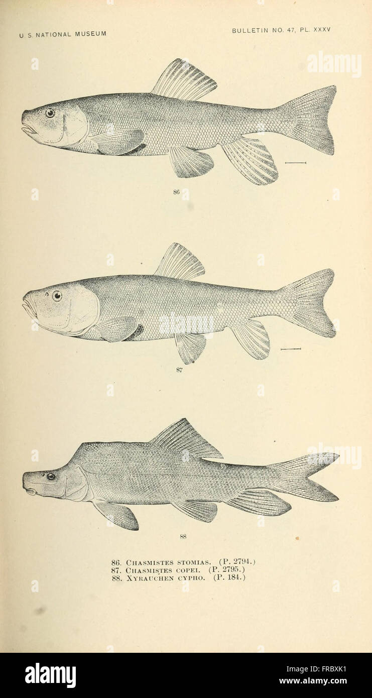 This plate features a variety of fish species from North and Middle ...