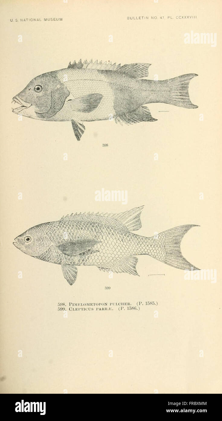 'The Fishes of North and Middle America' (Pl. CCXXXVIII) provides ...