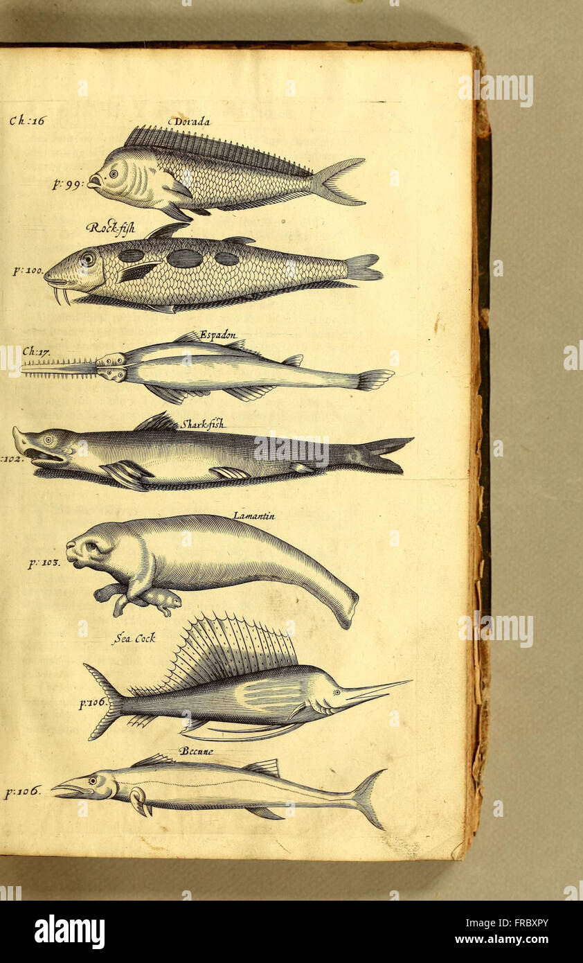 Carib indian drawing hi-res stock photography and images - Alamy