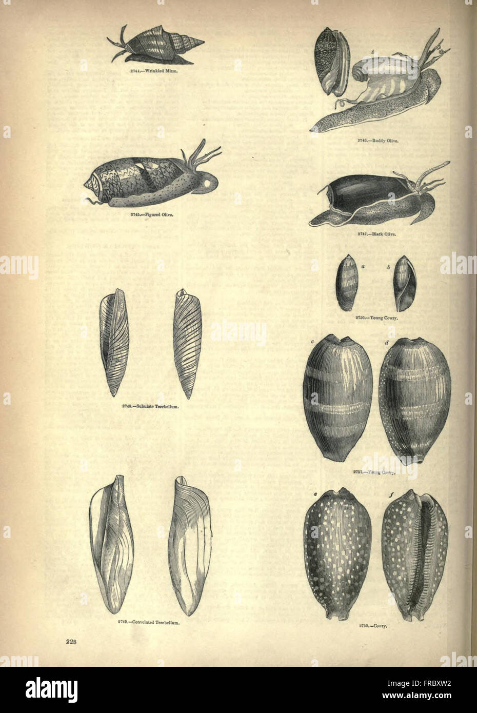 The pictorial museum of animated nature (Page 228 Stock Photo - Alamy