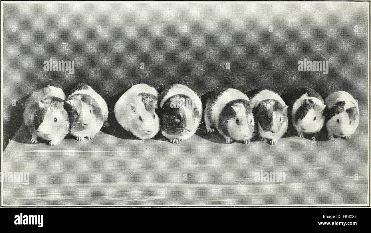 The effects of inbreeding and crossbreeding on guinea pigs - I. decline ...