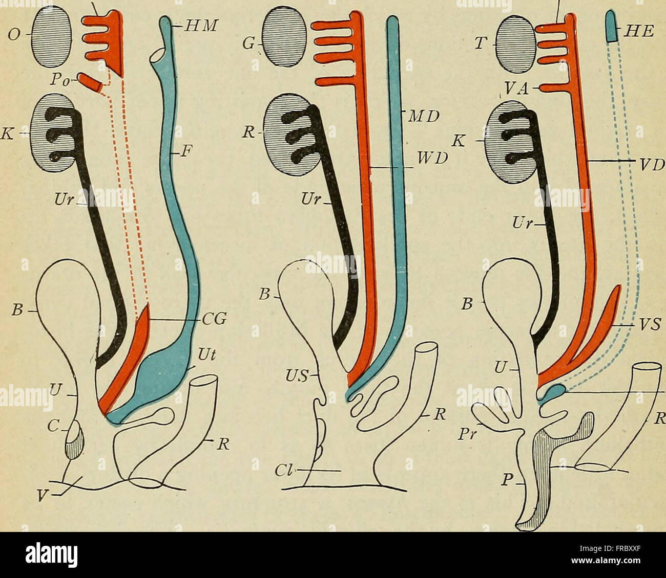 'The Development of the Human Body' (1914) is a manual on human ...