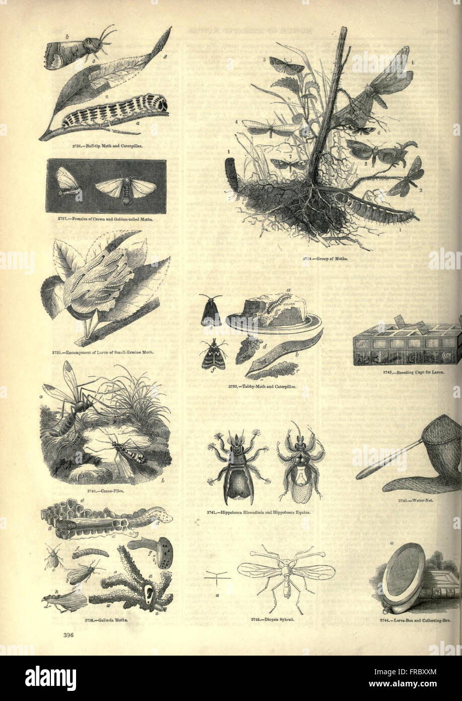 An illustrated reference work depicting various species of animals and ...