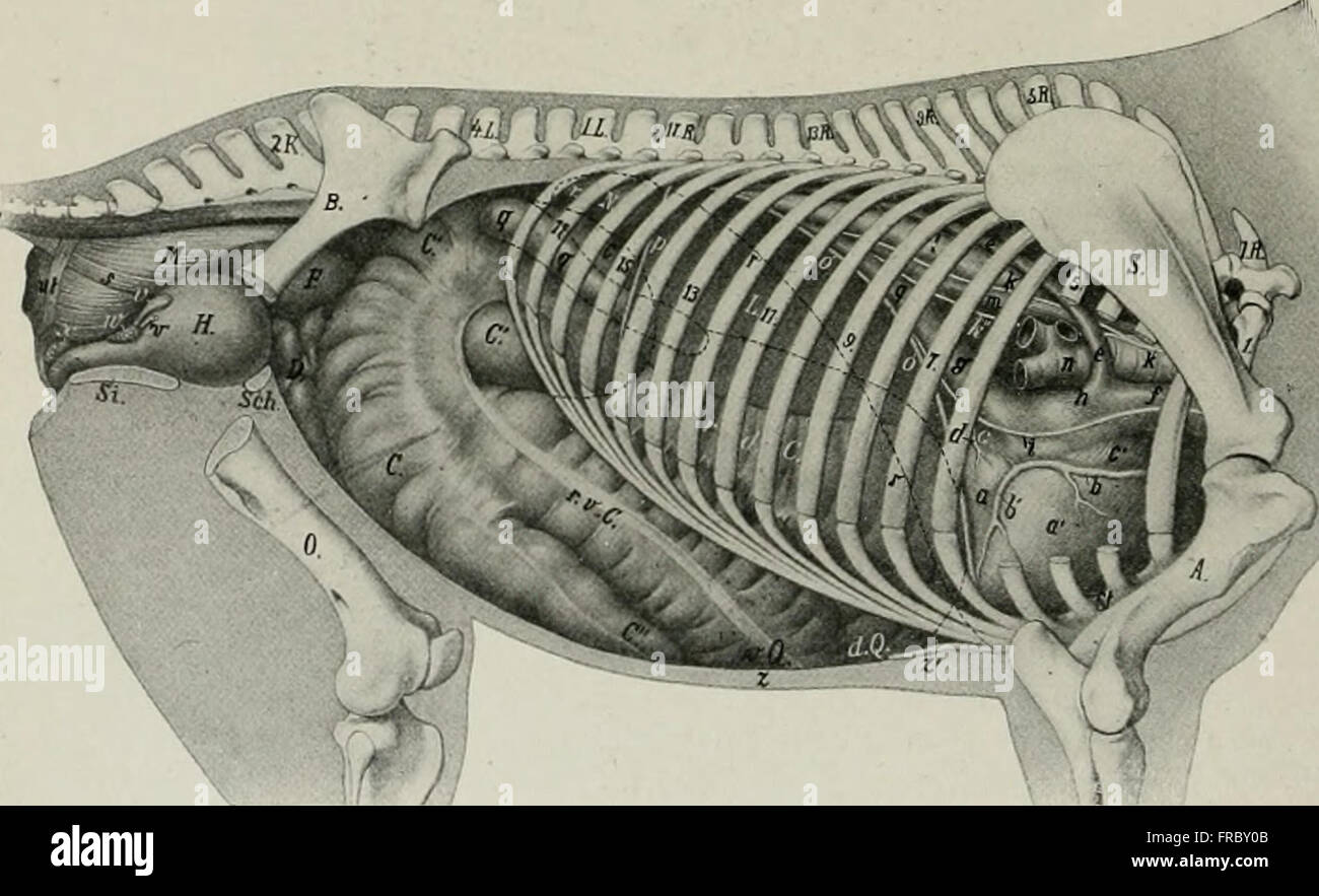 This 1914 reference book provides a detailed examination of the anatomy ...