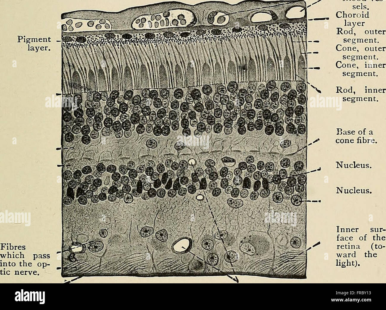*The Problem of Age, Growth, and Death* (1908) analyzes the biological ...