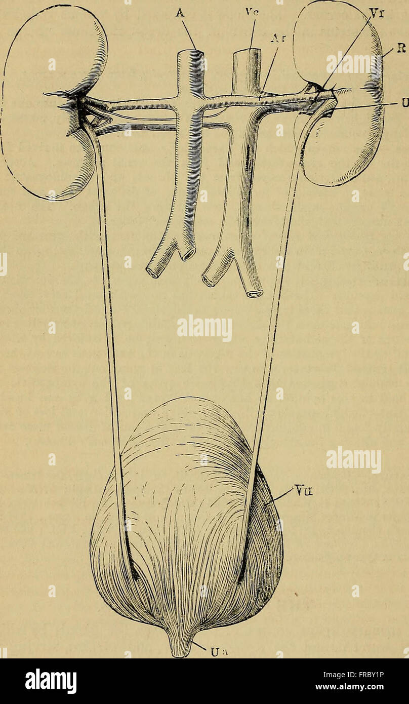 Quains anatomy hi-res stock photography and images - Alamy