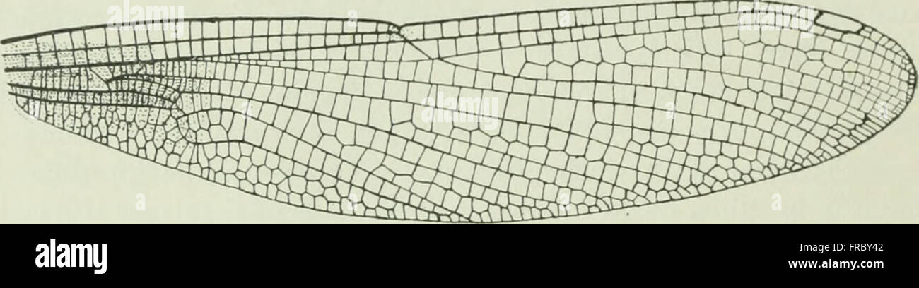 A 1917 work on the biology of dragonflies (Odonata or Paraneuroptera ...