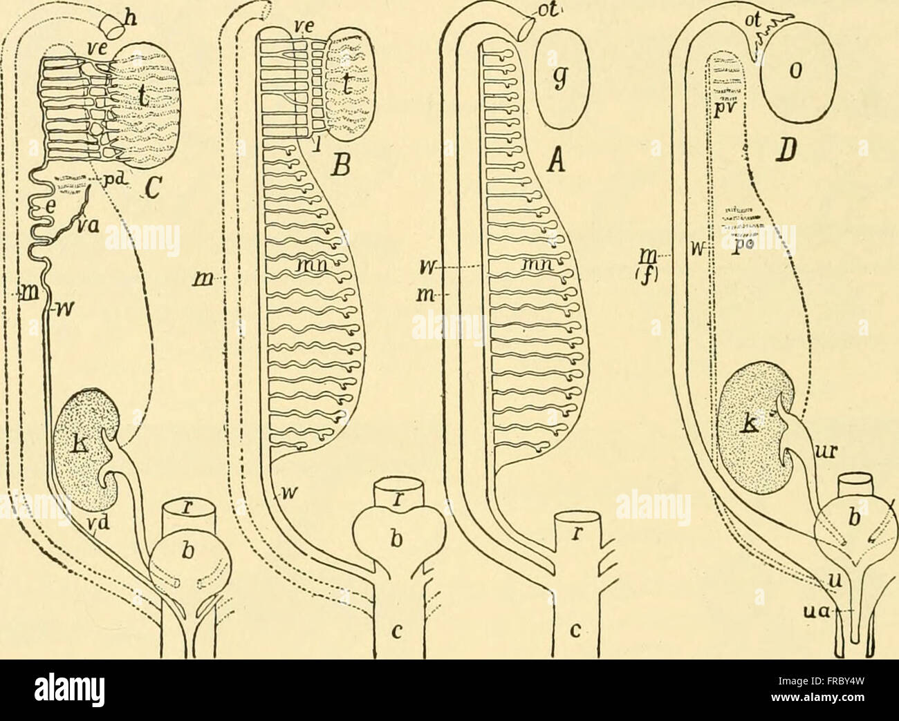 Chordate anatomy (1939 Stock Photo - Alamy