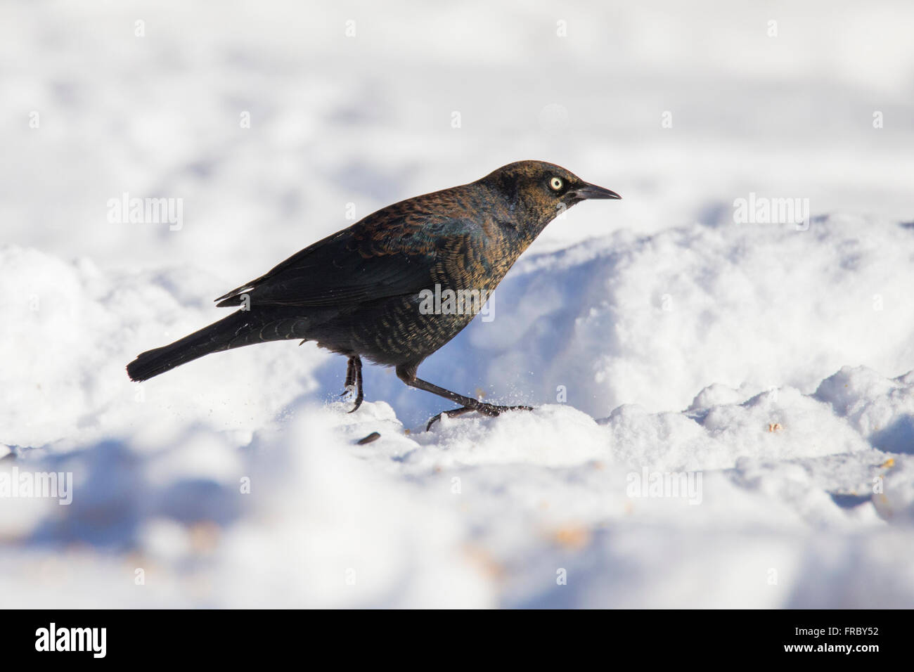 rusty blackbird (Euphagus carolinus) in winter Stock Photo - Alamy