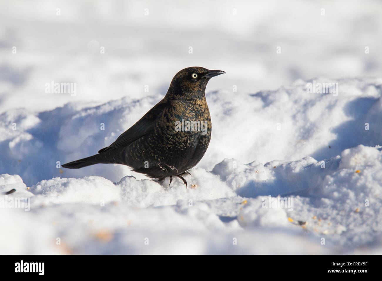 rusty blackbird (Euphagus carolinus) in winter Stock Photo - Alamy