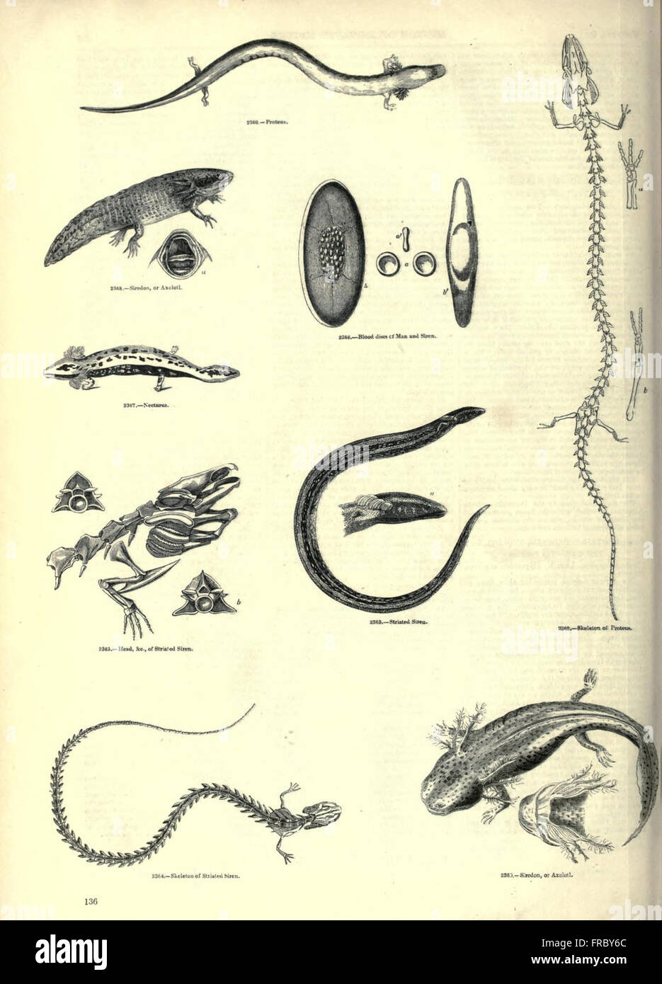 This page of 'The Pictorial Museum of Animated Nature' features ...