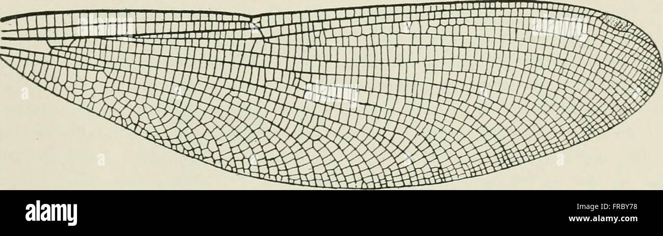 A 1917 text on the biology of dragonflies (Odonata), exploring their ...