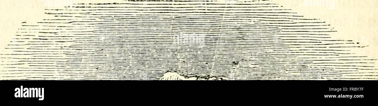 The common objects of the sea shore - including hints for an aquarium ...