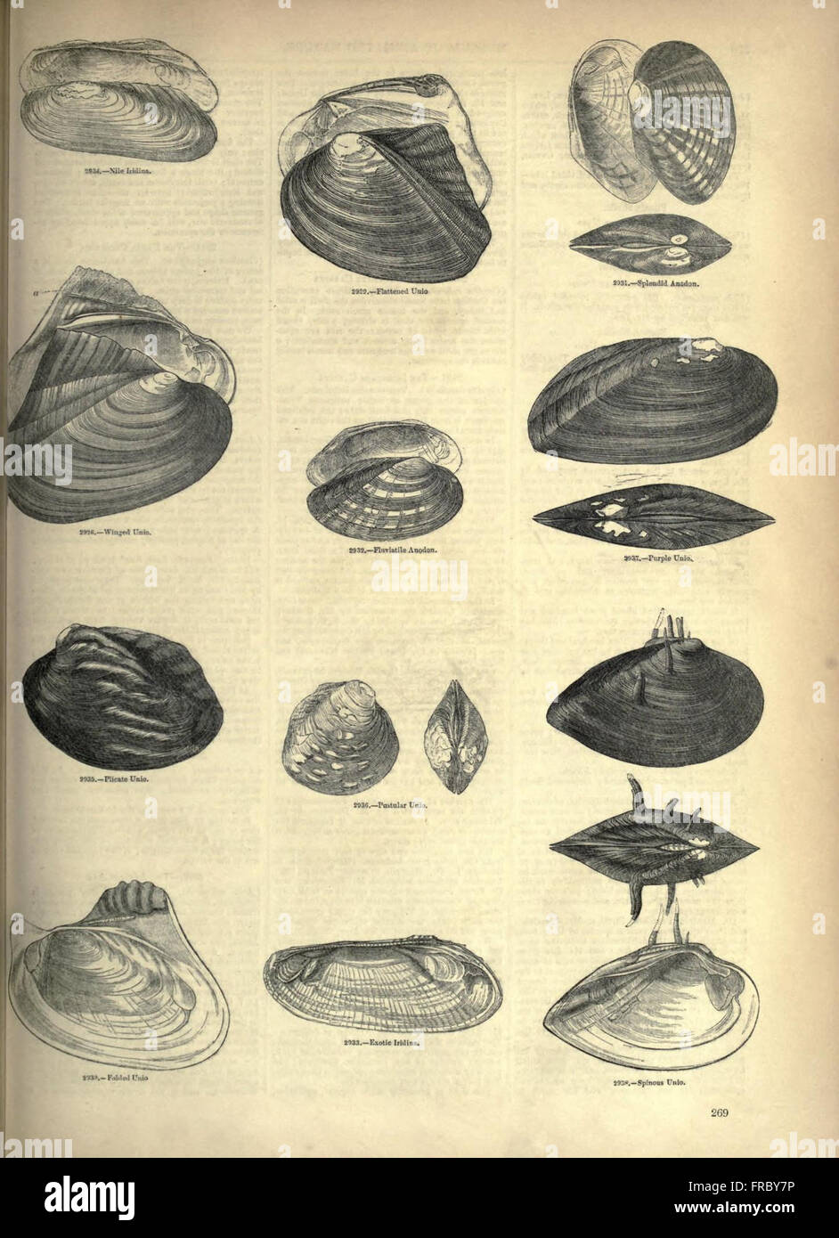 This publication features illustrations and descriptions of various ...