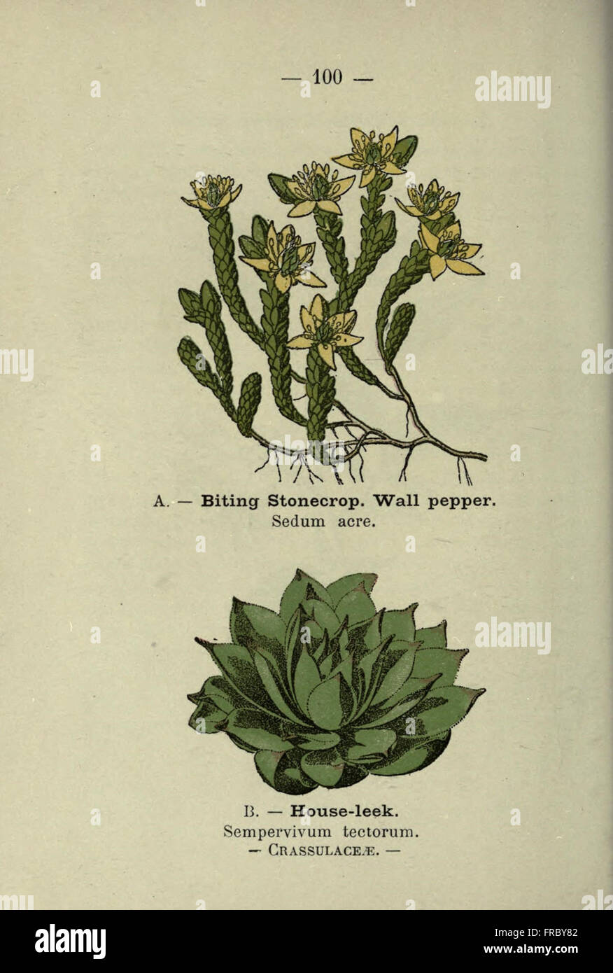 'Wayside and Woodland Blossoms' features botanical illustrations of ...