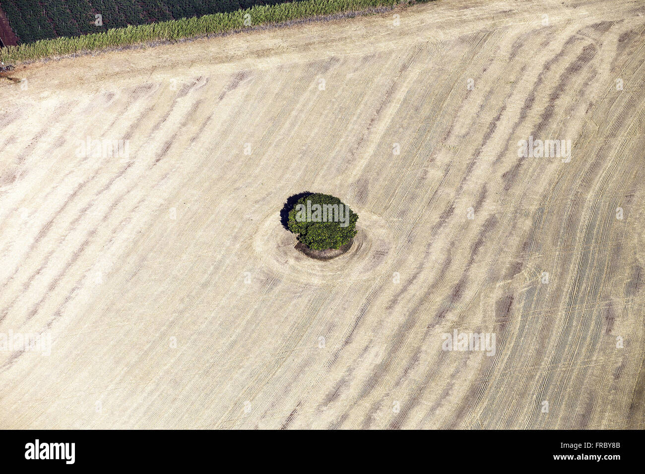 Aerial view of tree isolated in crop recently harvested Stock Photo - Alamy