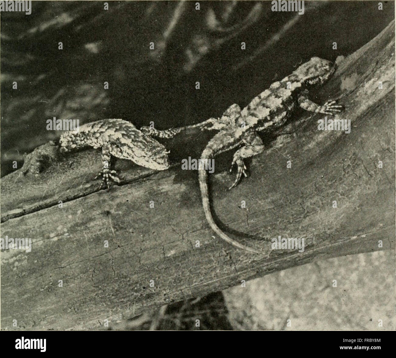 The American Museum Journal (c.1900-1918) publishes articles on the ...