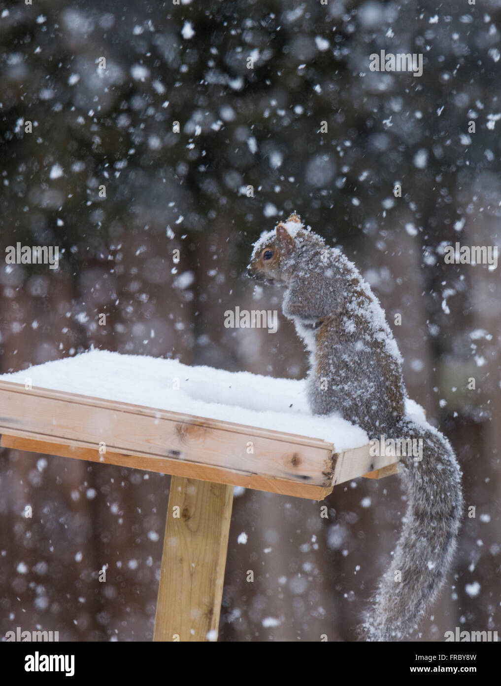 Grey squirrel branch running hi-res stock photography and images - Alamy
