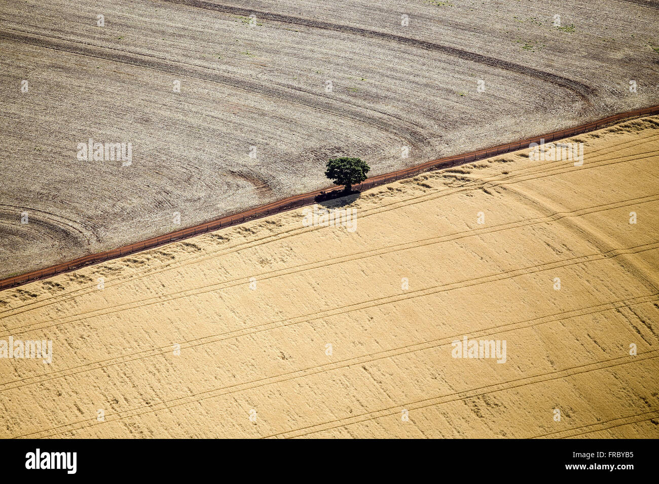 Aerial view of tree isolated in crop recently harvested Stock Photo - Alamy