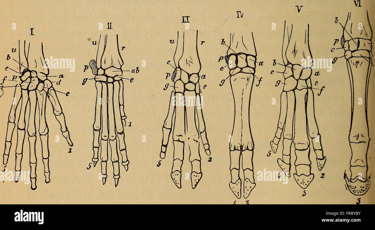 The evolution of man- a popular exposition of the principal points of ...