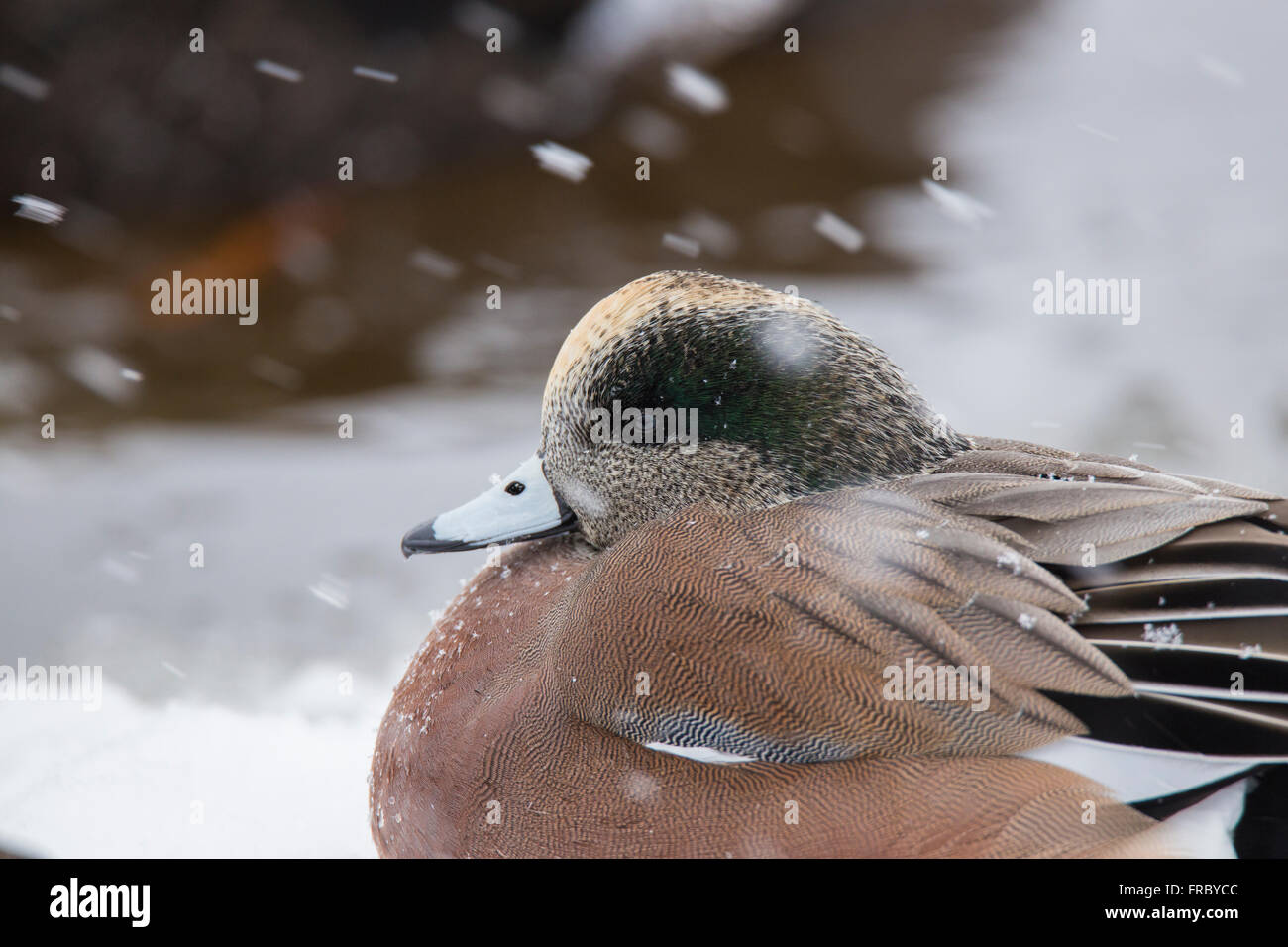 Male American Wigeon (Anas americana) in winter storm Stock Photo - Alamy