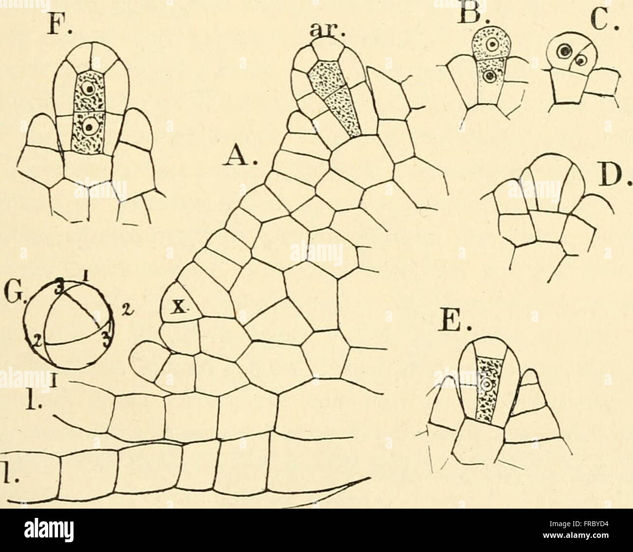 This work focuses on the study of the structure, life cycle, and ...