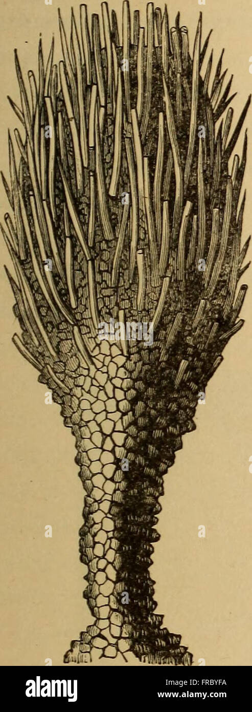 Human ontogeny hi-res stock photography and images - Alamy