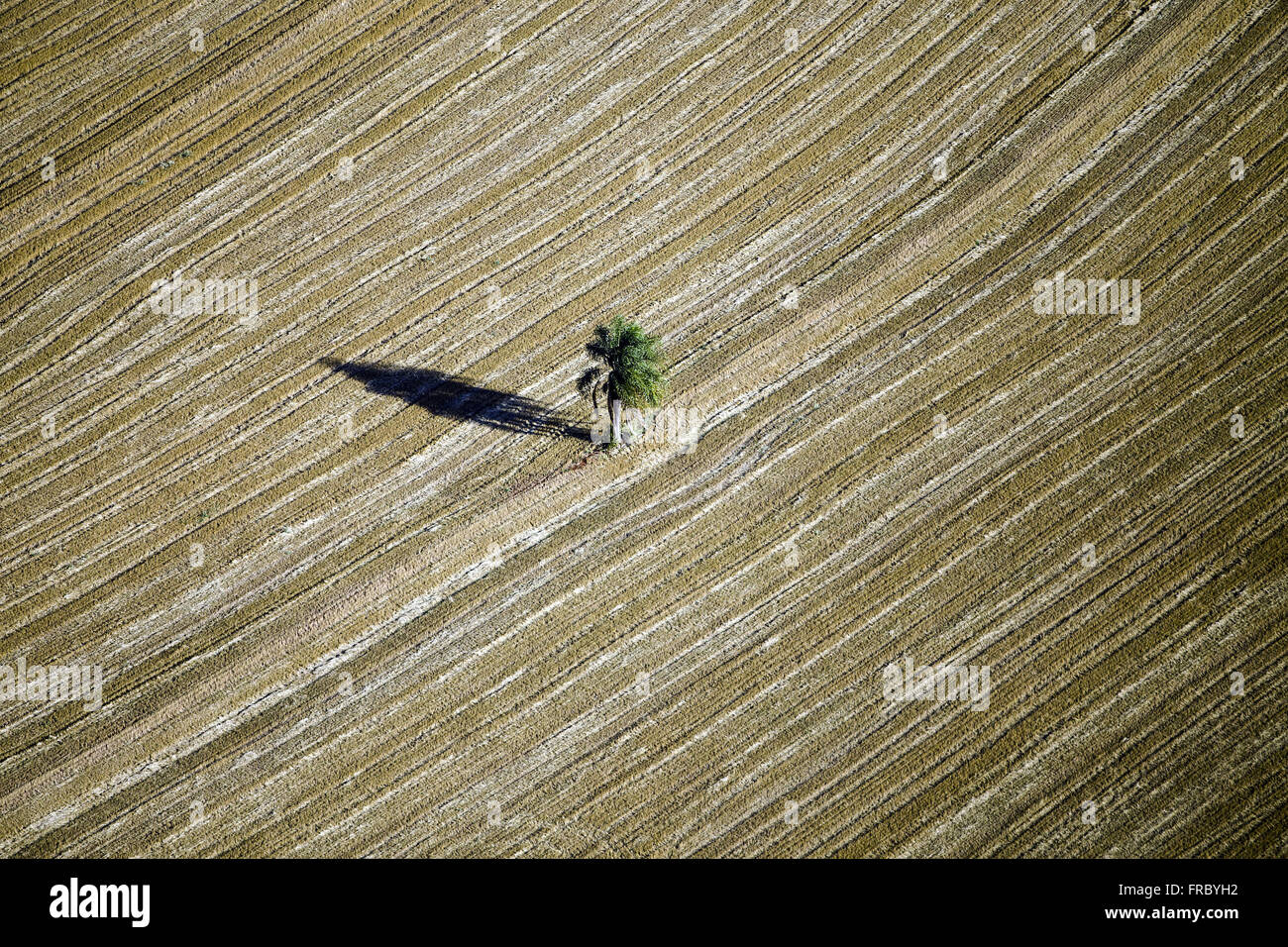 Aerial view of tree isolated in crop recently harvested Stock Photo - Alamy