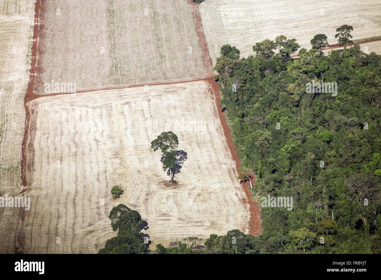 The most isolated tree in the world hi-res stock photography and images ...