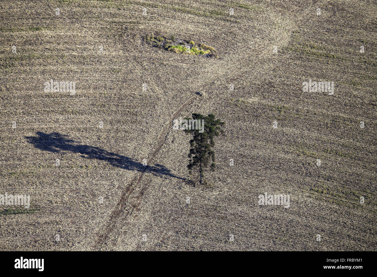 Aerial view of tree isolated in crop recently harvested Stock Photo - Alamy
