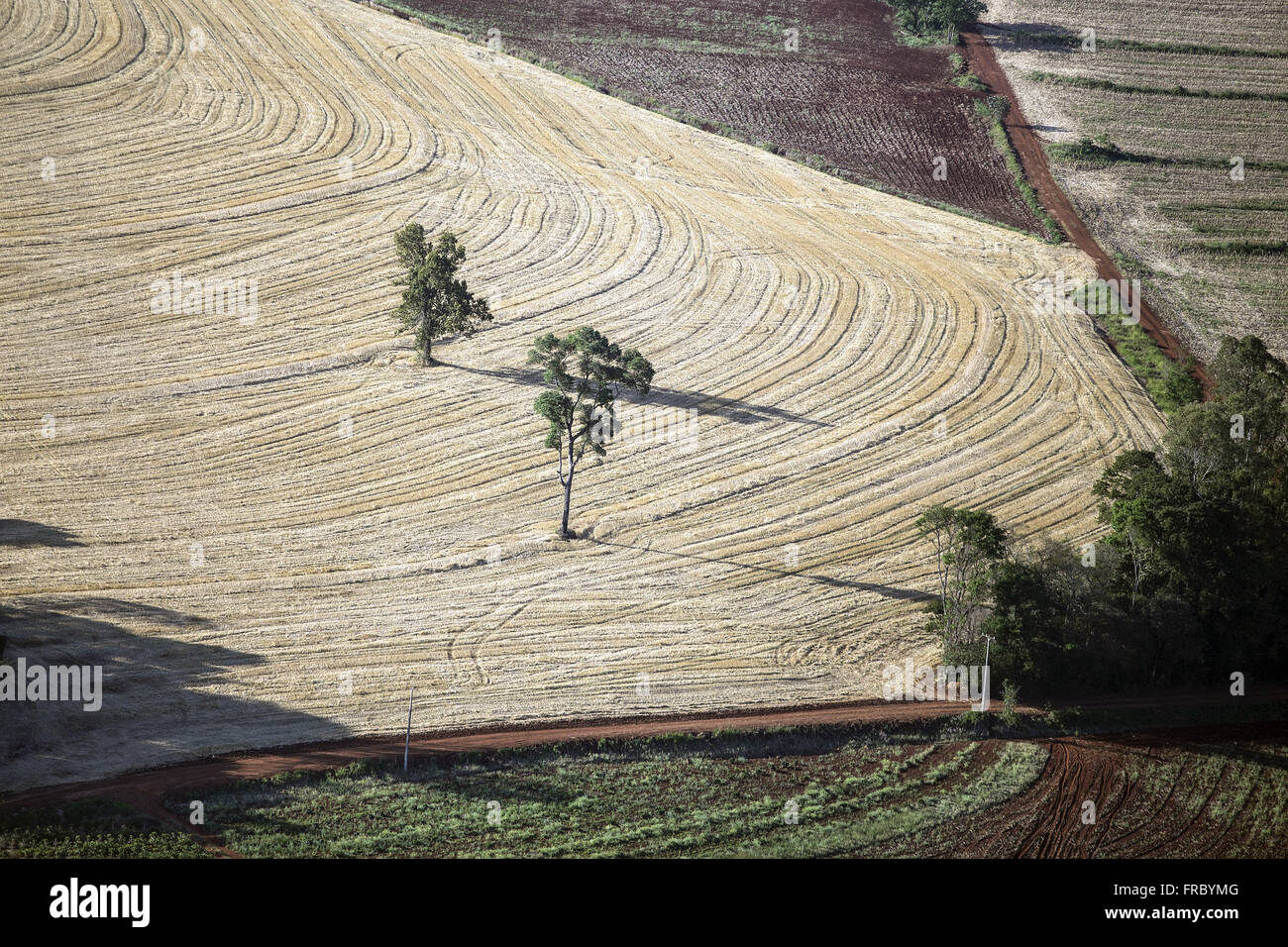 Aerial view of isolated trees in crop recently harvested Stock Photo ...