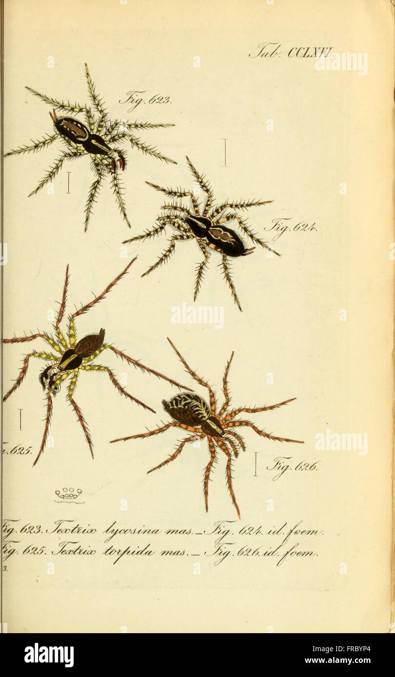 'Die Arachniden' illustrates the diversity of arachnids, focusing on ...
