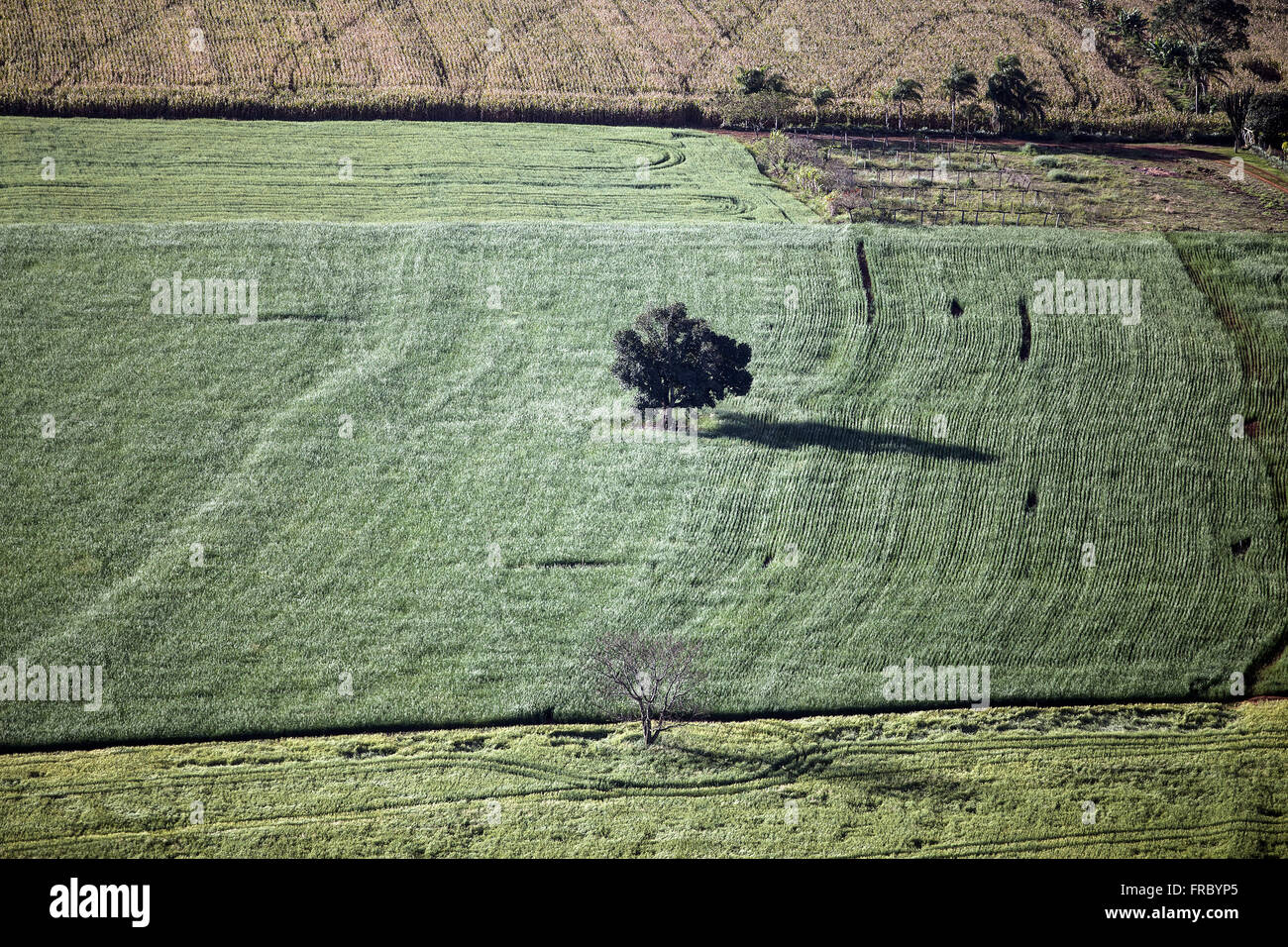 Aerial view of tree isolated in the middle of plantation Stock Photo ...