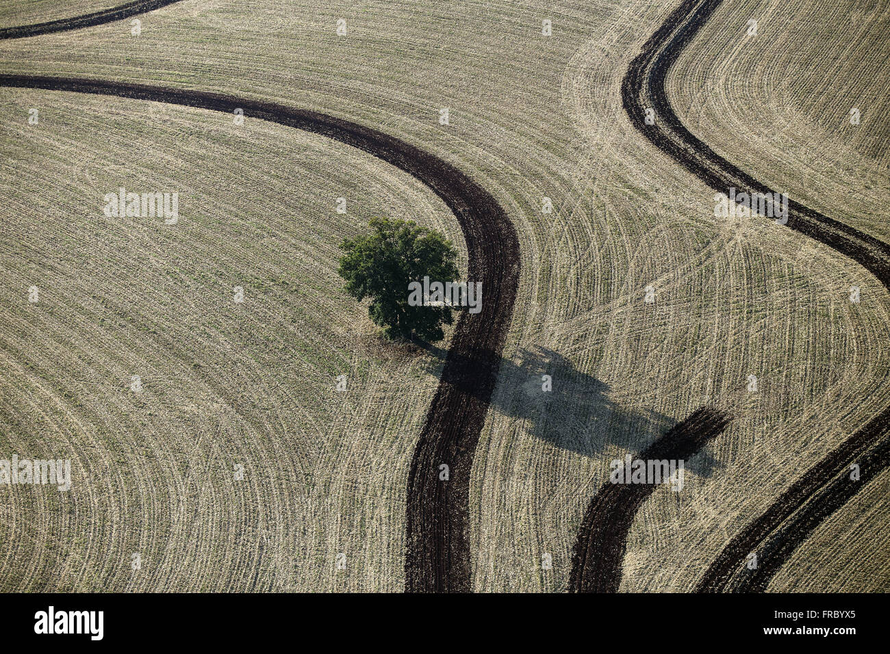 Aerial view of tree isolated in the middle of plantation Stock Photo ...