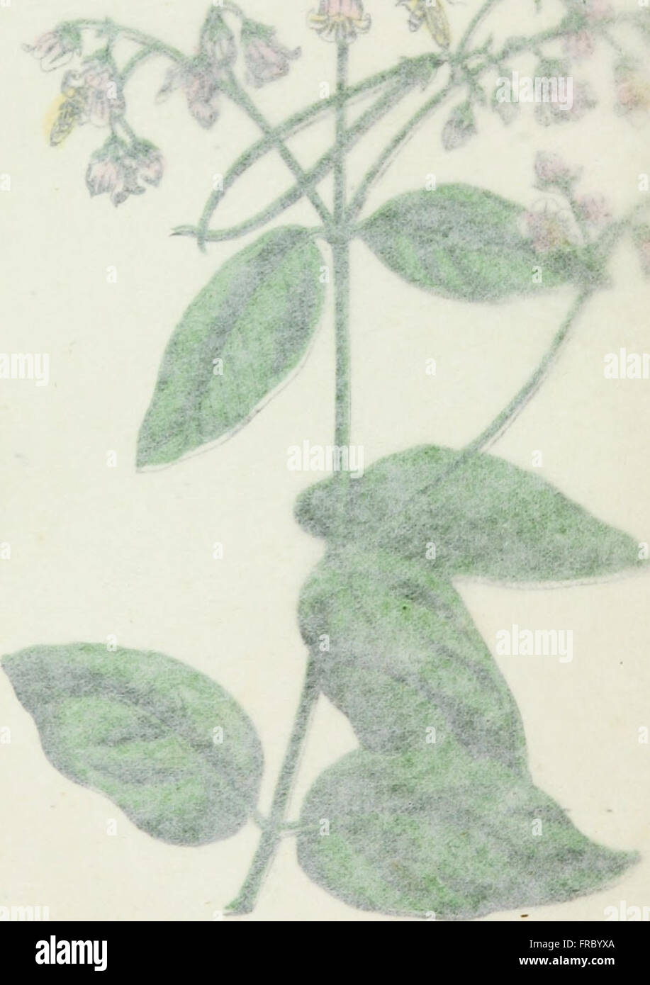 The family flora and materia medica botanica, containing the botanical ...