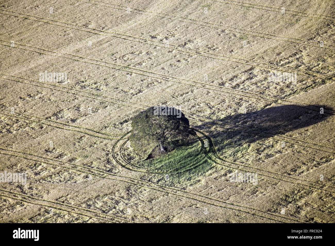 Aerial view of tree isolated in the middle of corn plantation Stock ...