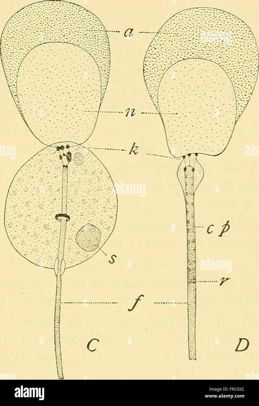 This 1902 work discusses the role of the cell in biological development ...