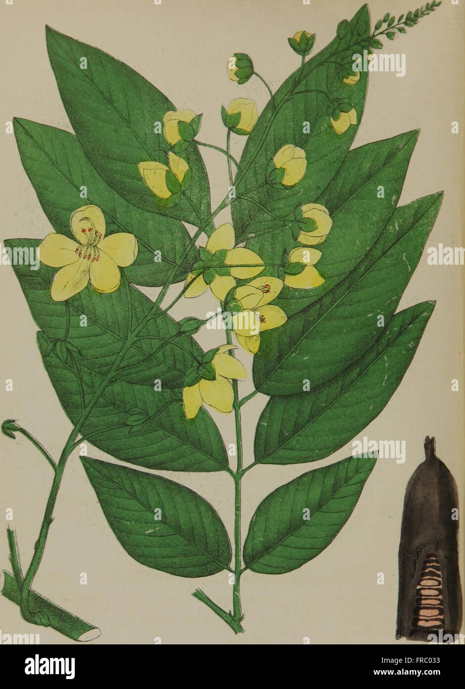 The family flora and materia medica botanica- containing the botanical ...