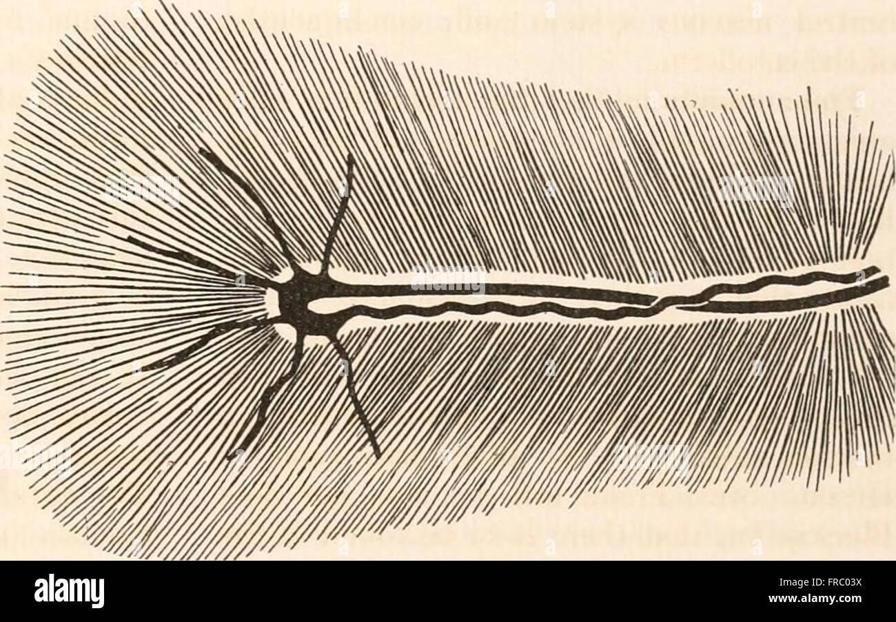 Comparative anatomy study hi-res stock photography and images - Alamy