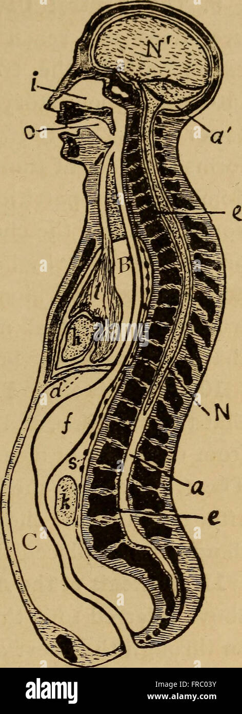 This 1884 textbook introduces the basic concepts of human anatomy ...