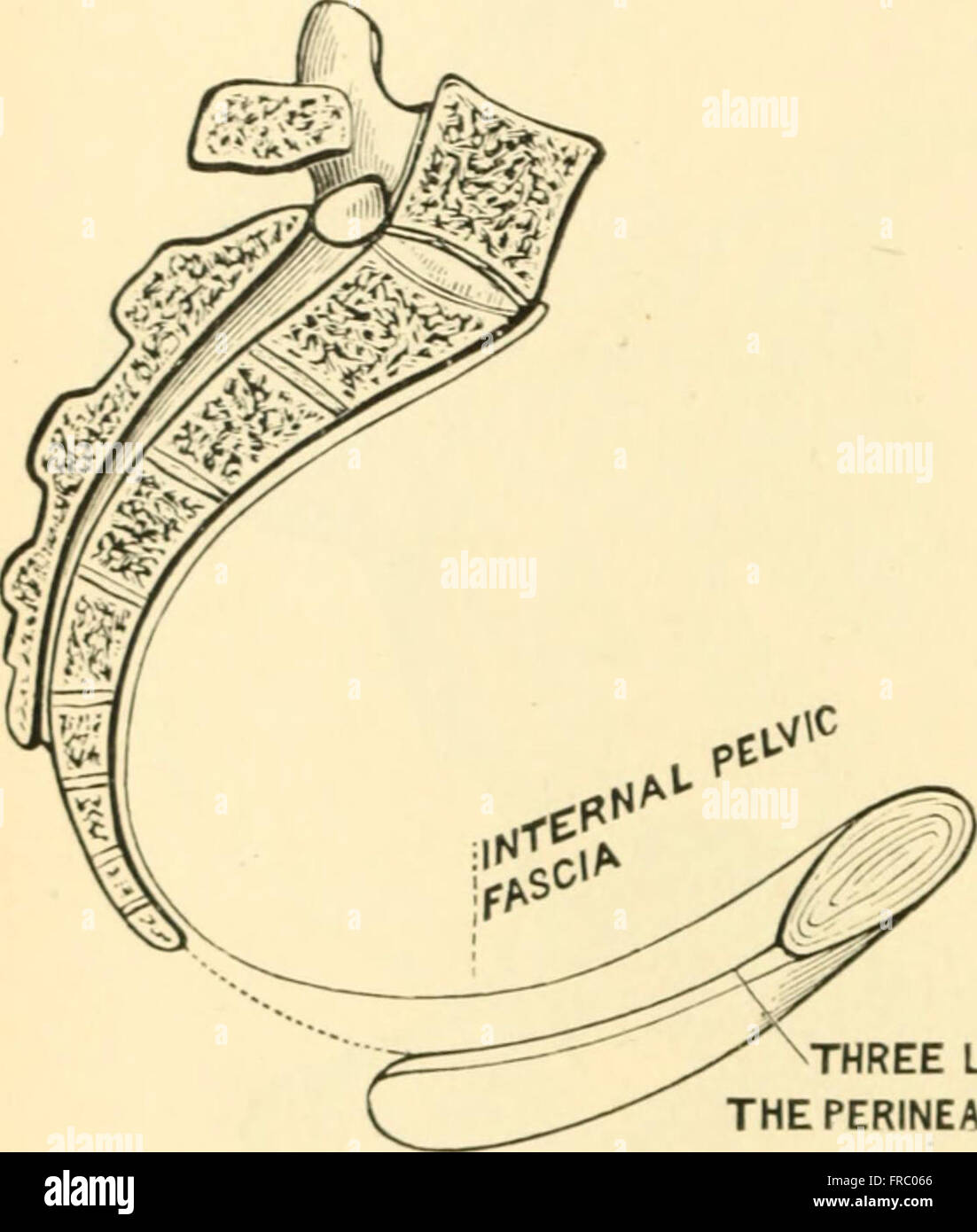 'The Science and Art of Midwifery' (1897) provides a detailed ...