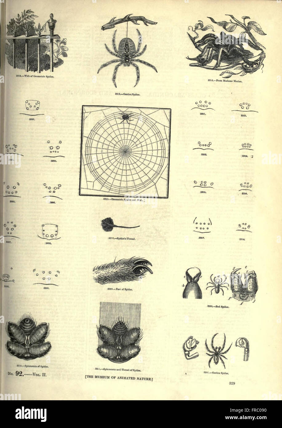 The pictorial museum of animated nature (Page 329 Stock Photo - Alamy