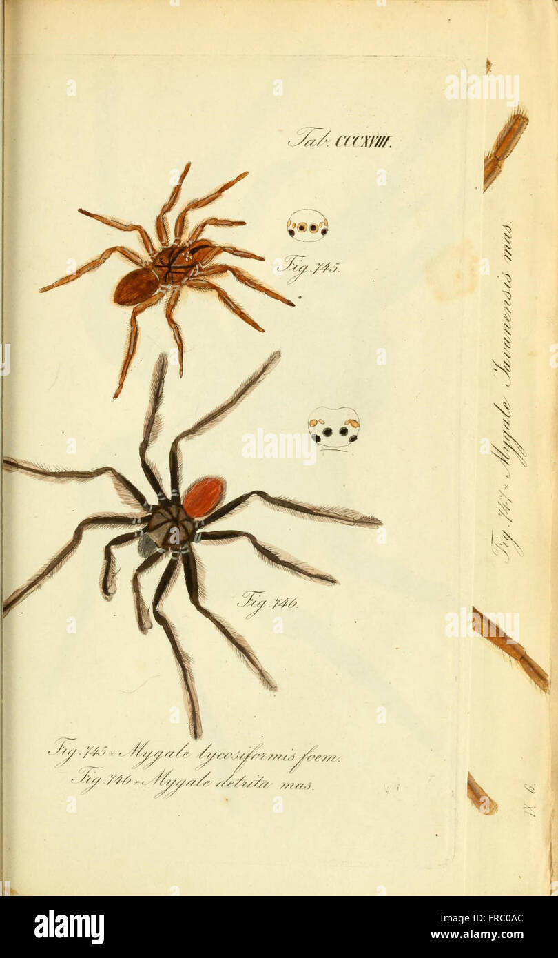 'Die Arachniden' is a comprehensive study on arachnids, illustrated ...
