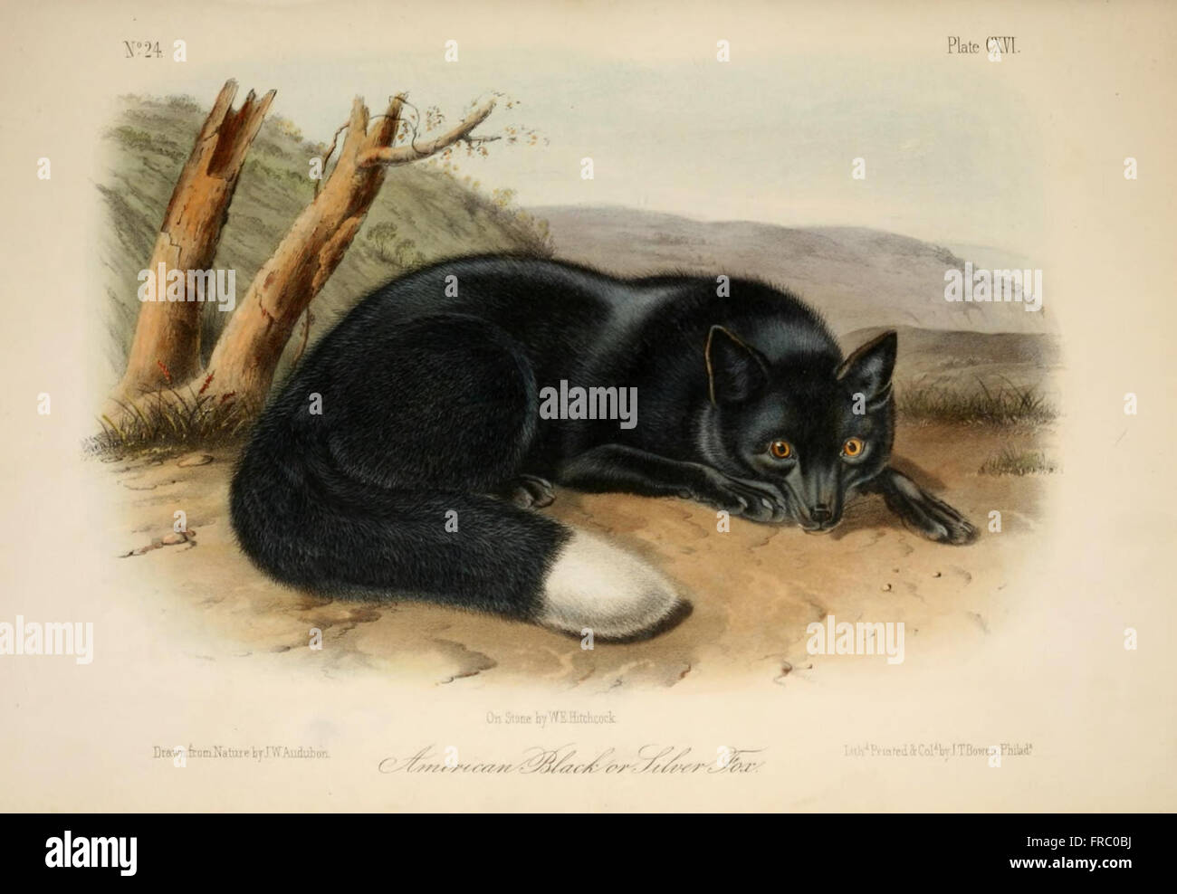 A comprehensive work on the quadrupeds (four-legged mammals) of North ...
