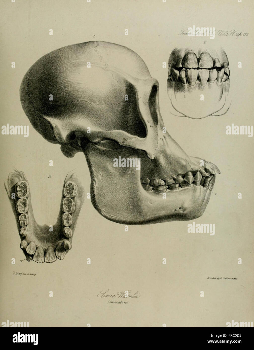 Transactions of the Zoological Society of London (Pl. 30 Stock Photo ...