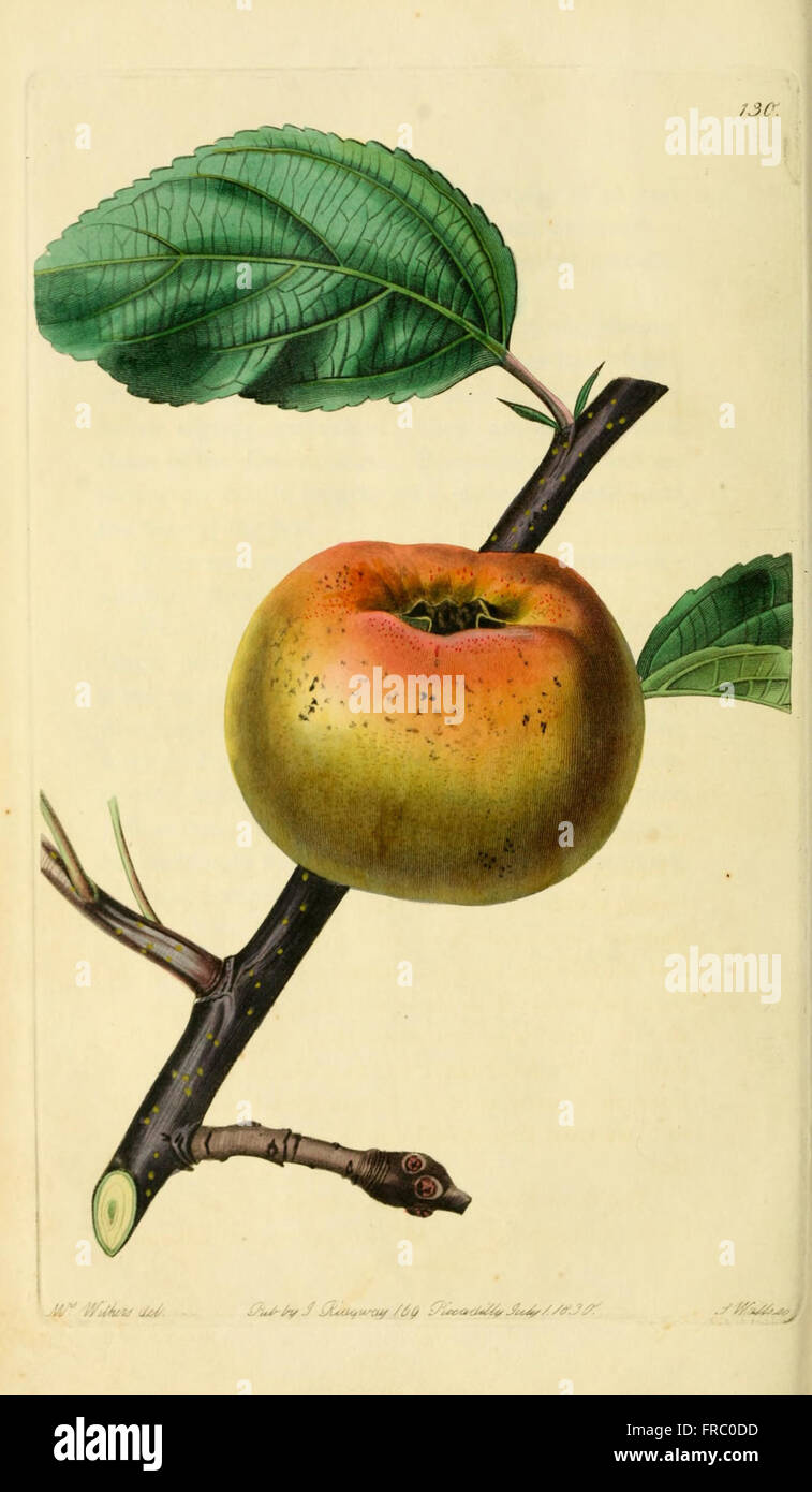 The Pomological Magazine features illustrations and descriptions of ...