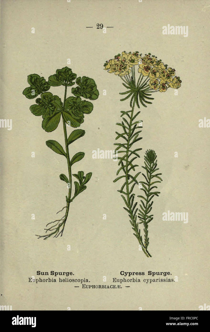 This 1910 publication features illustrations and descriptions of ...
