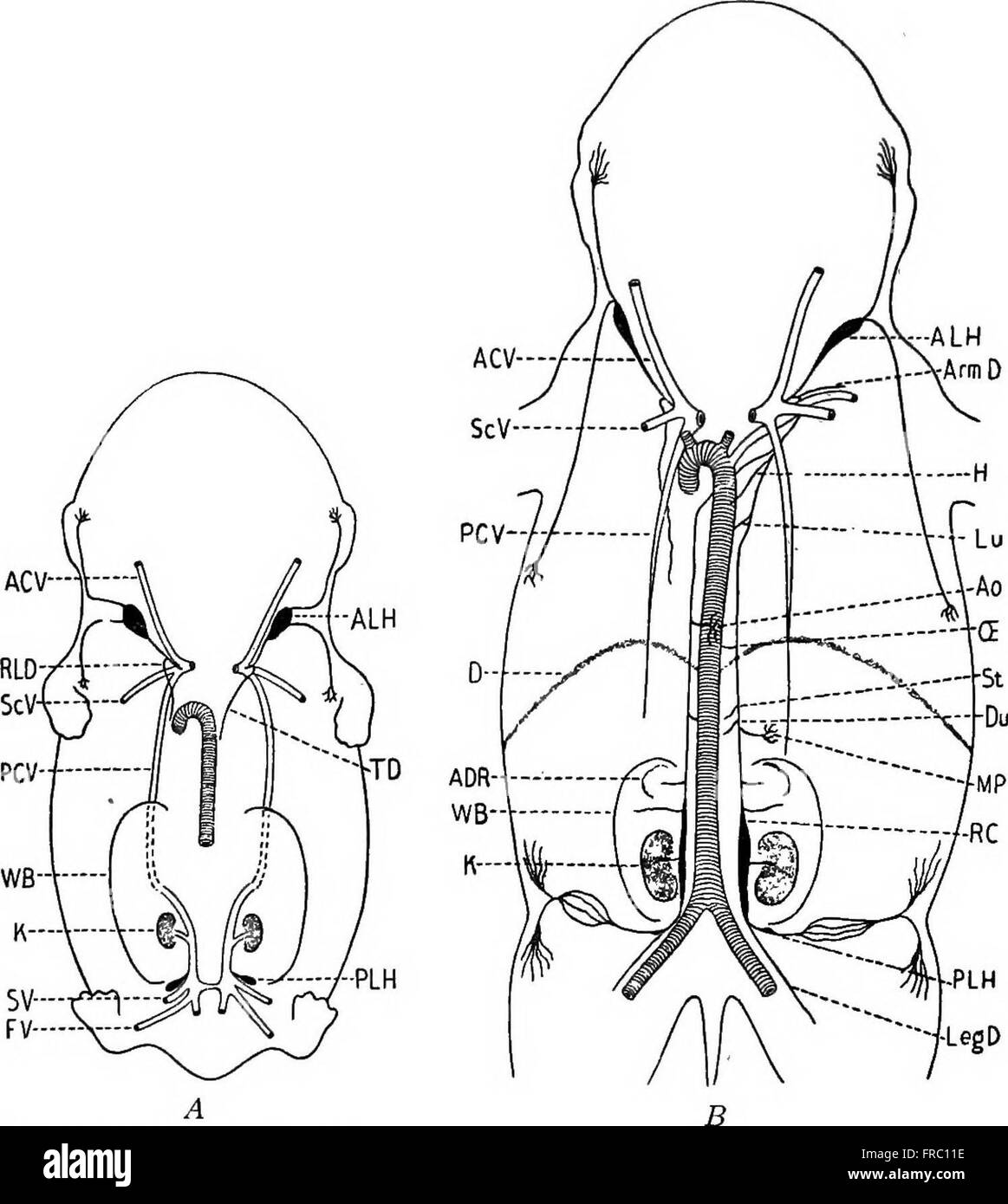 'The Development of the Human Body' (1902) is a comprehensive manual on ...
