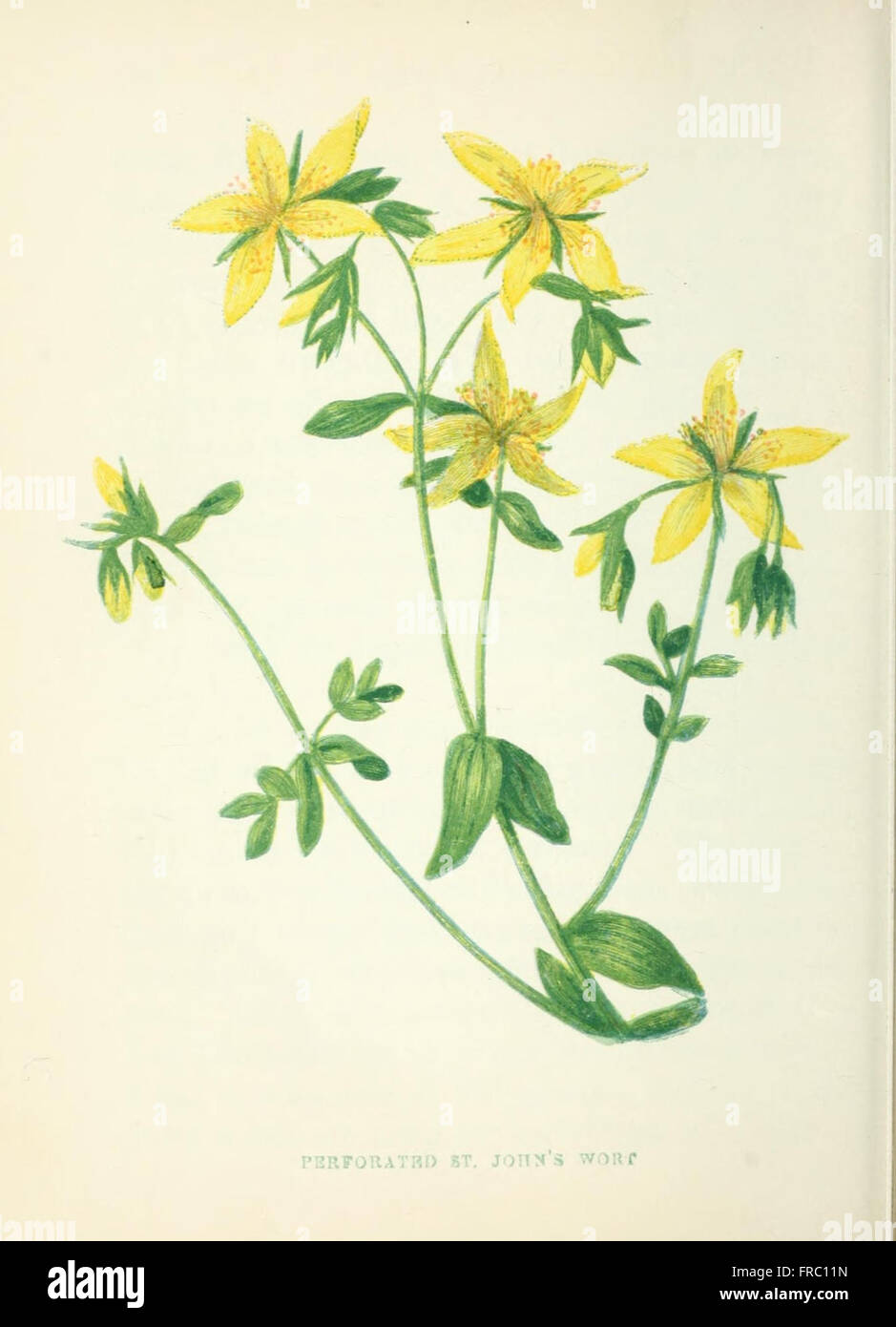 This plate illustrates various wildflower species, showcasing their ...