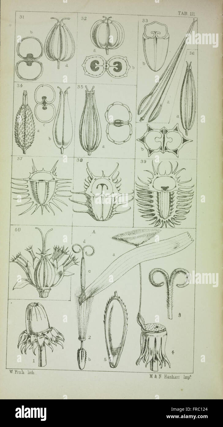 The British flora (Tab. III Stock Photo - Alamy